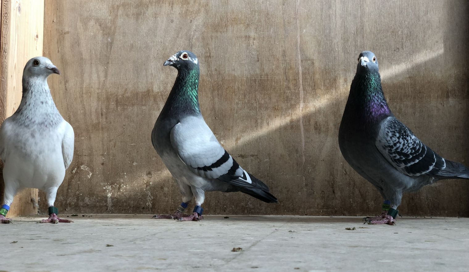 Houden van postduiven | Afdeling Friesland96